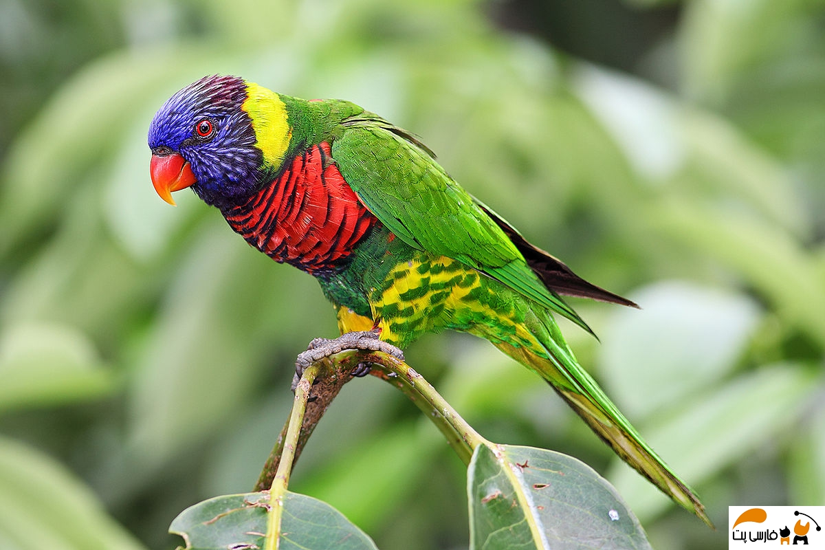 طوطی شهد خورک رنگین کمانی - سانی پت